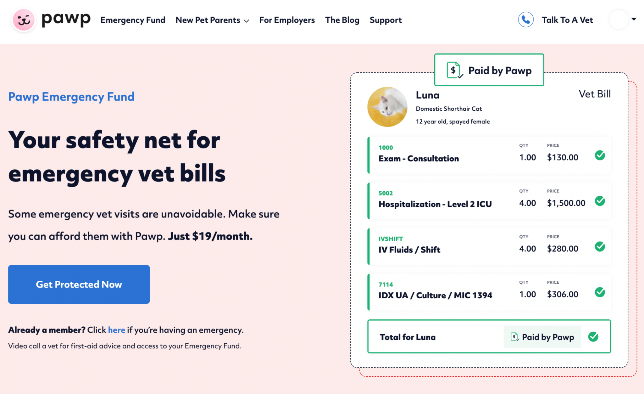 Pawp Is on a Mission to End Economic Euthanasia for Pets in the U.S ...